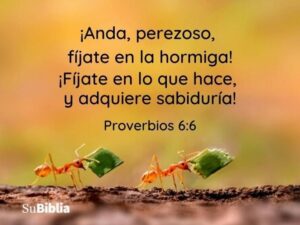 Proverbios Cortos y Sabios: 20 Frases Reflexivas para la Vida Diaria ...